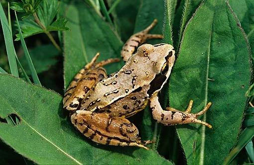 Common Frog | Animal Wiki | Fandom