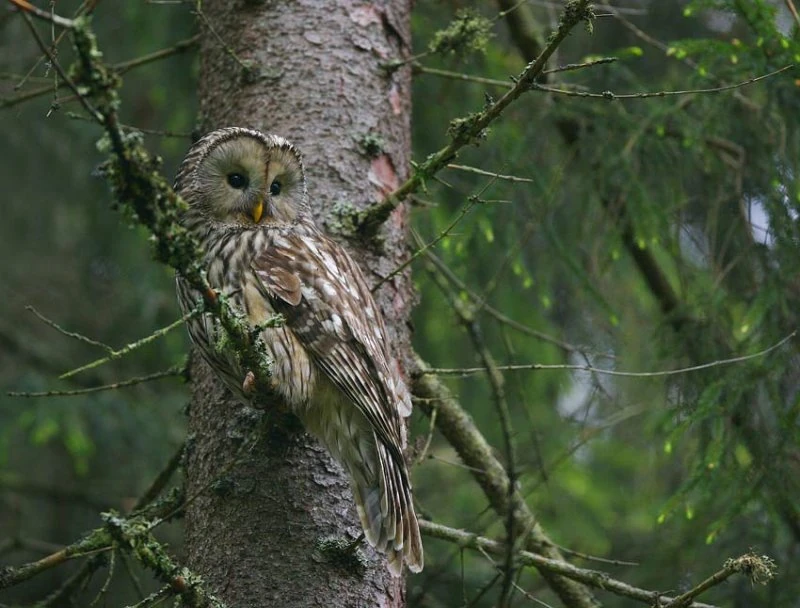 Ural Owl | Animal Wiki | Fandom