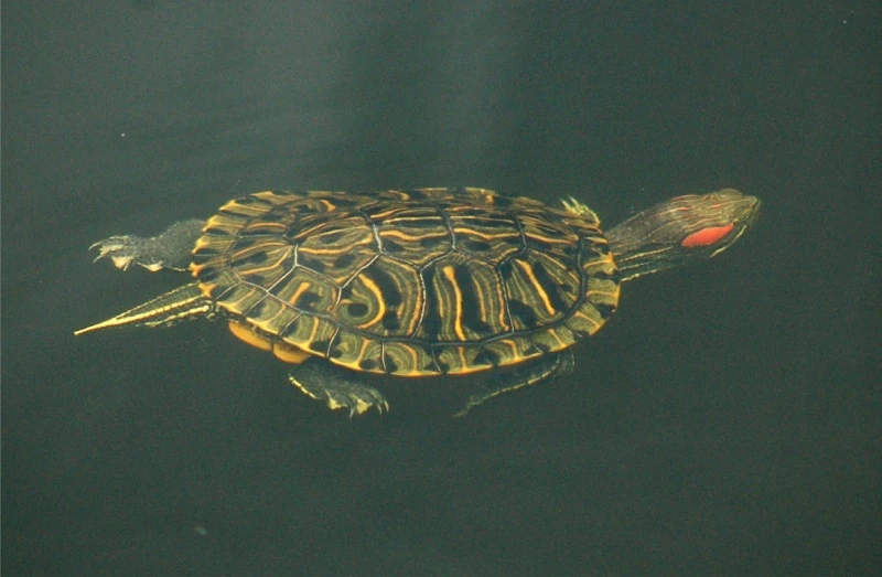 Red-eared Slider | Animal Wiki | Fandom