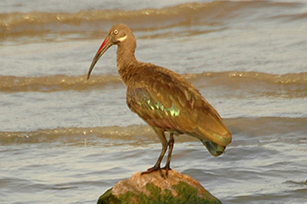 Hadada Ibis | Animal Wiki | Fandom
