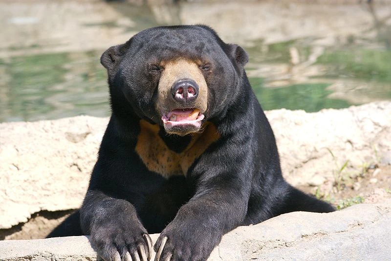 Sun Bear | Animal Wiki | Fandom