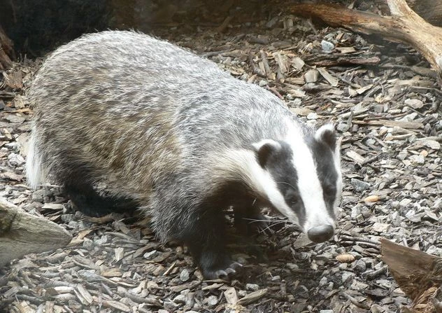 European Badger | Animal Wiki | Fandom