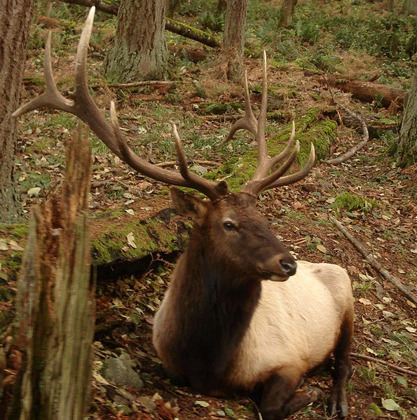 Roosevelt Elk | Animal Wiki | Fandom
