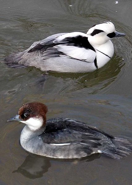 Smew | Animal Wiki | Fandom