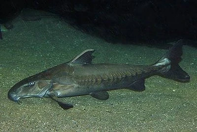 Ripsaw catfish | Animal Wiki | Fandom