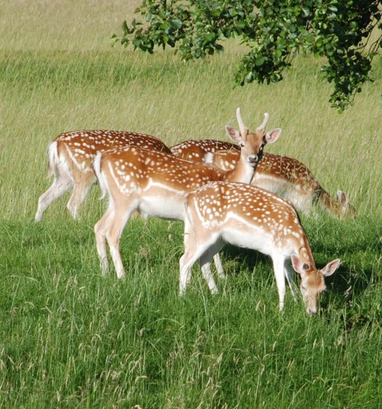 Fallow Deer | Animal Wiki | Fandom