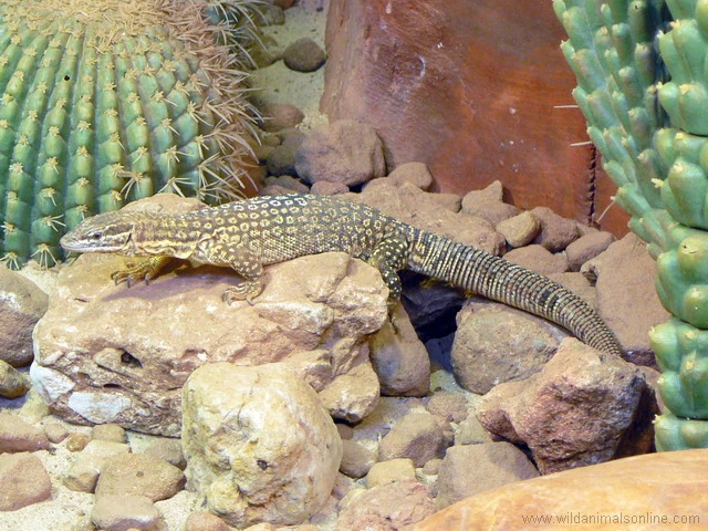 Spiny-tailed Monitor | Animal Wiki | Fandom