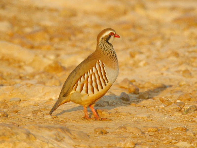 Red-legged Partridge | Animal Wiki | Fandom