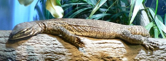 Argus Monitor | Animal Wiki | Fandom