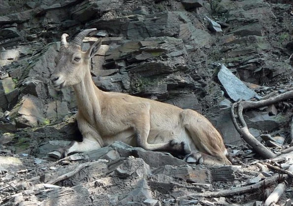 Capra | Animal Wiki | Fandom