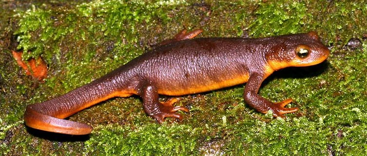 California Newt | Animal Wiki | Fandom