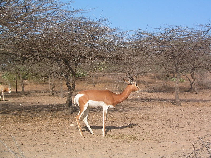 Dama Gazelle | Animal Wiki | Fandom
