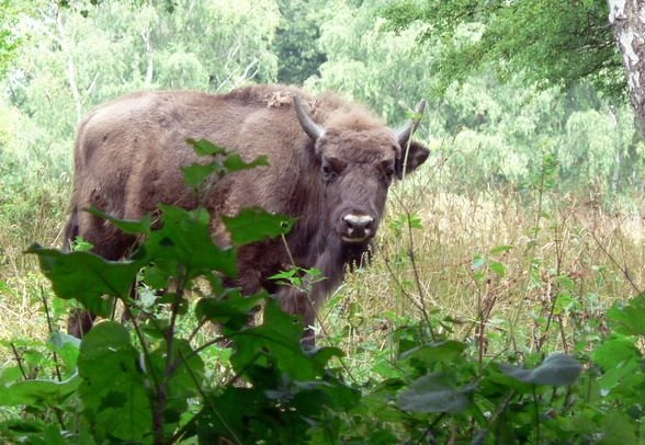 Wisent | Animal Wiki | Fandom