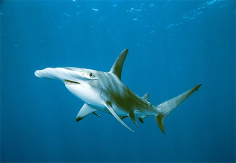 Great Hammerhead | Animal Wiki | Fandom