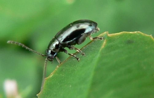 Altica | Animal Wiki | Fandom