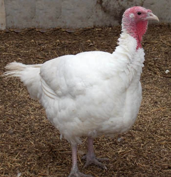 White Turkey | Animal Wiki | Fandom