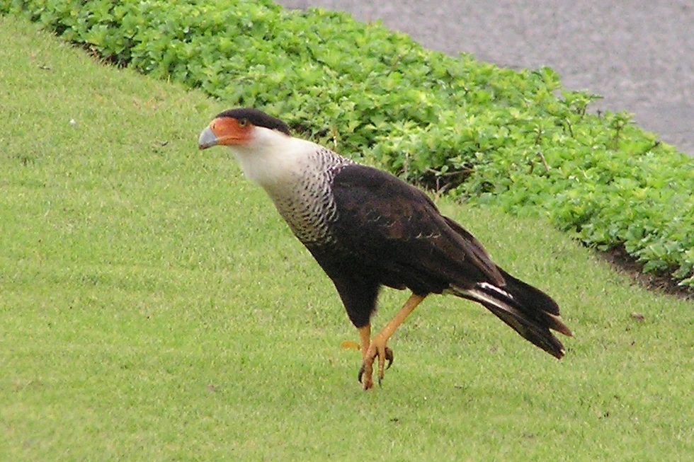 Crested Caracara | Animal Wiki | Fandom