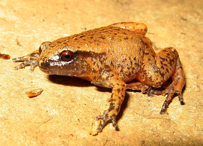 Rain Frog | Animal Wiki | Fandom