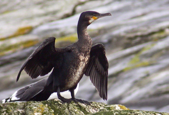 Great Cormorant | Animal Wiki | Fandom