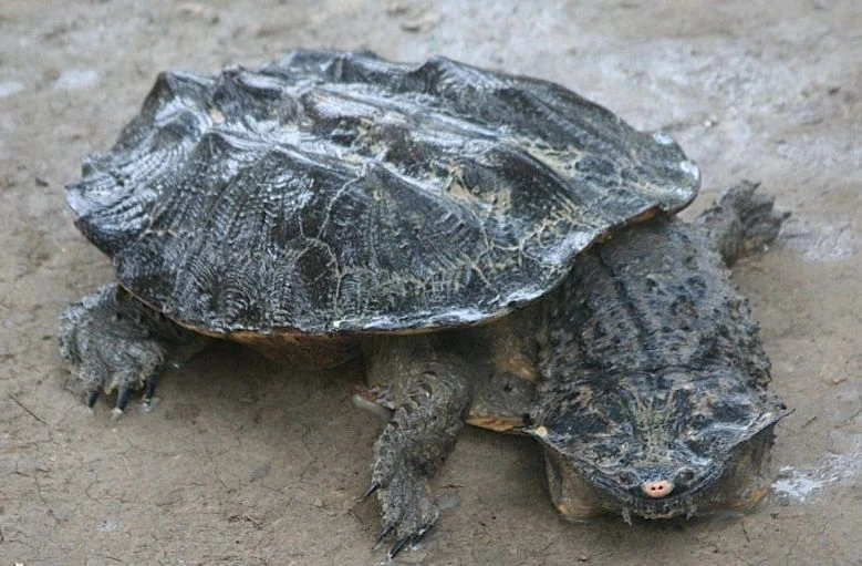 Matamata Turtle | Animal Wiki | Fandom