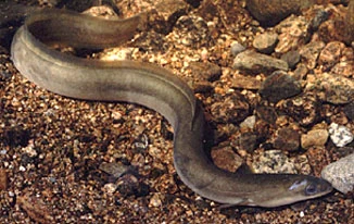 European Eel | Animal Wiki | Fandom