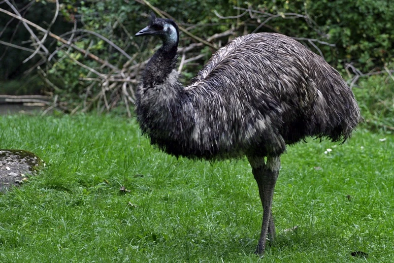 Emu | Animal Wiki | Fandom