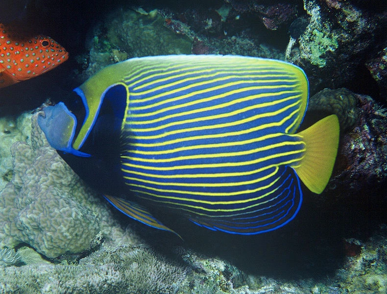 Emperor Angelfish | Animal Wiki | Fandom