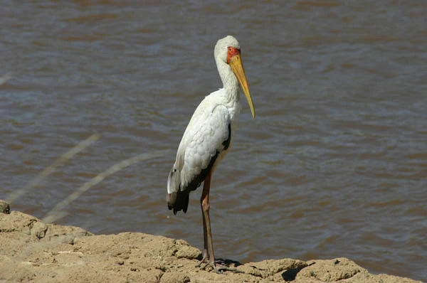 Yellow-Billed Stork | Animal Wiki | Fandom