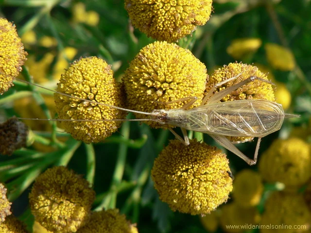 Italian Cricket | Animal Wiki | Fandom