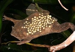 Surinam Toad | Animal Wiki | Fandom