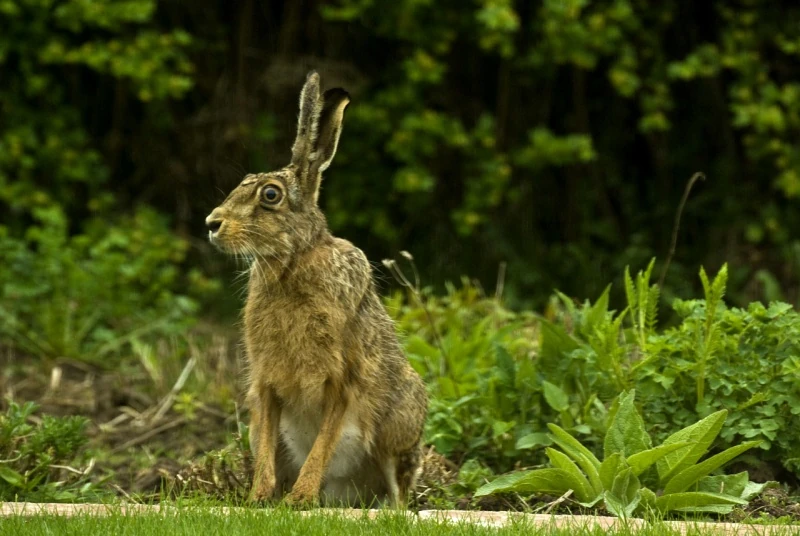 European Hare | Animal Wiki | Fandom
