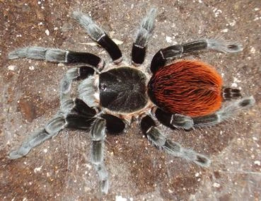 Mexican Red Rump Tarantula | Animal Wiki | Fandom
