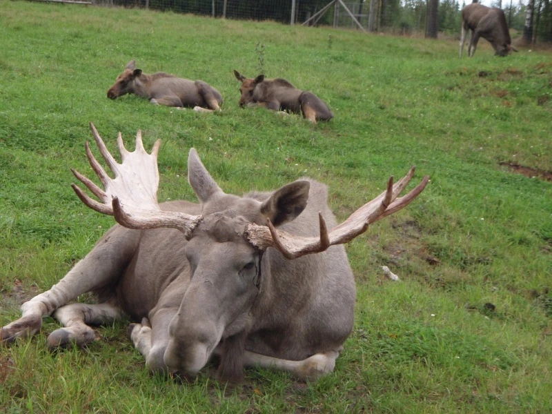 Moose | Animal Wiki | Fandom