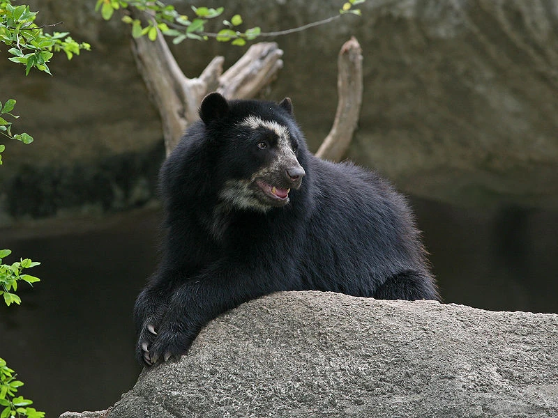 Spectacled Bear | Animal Wiki | Fandom