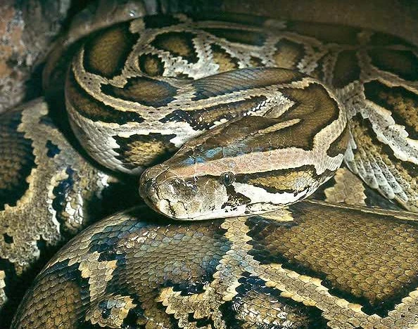 Burmese Python | Animal Wiki | Fandom