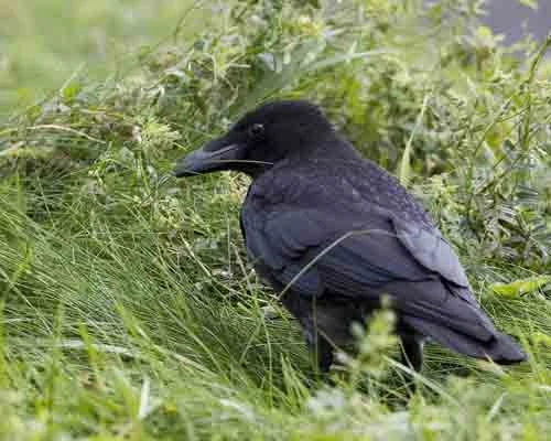Carrion Crow | Animal Wiki | Fandom