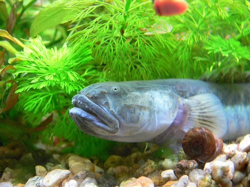 Violet Goby | Animal Wiki | Fandom