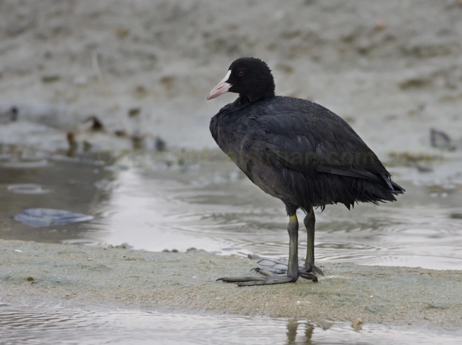 Eurasian Coot | Animal Wiki | Fandom