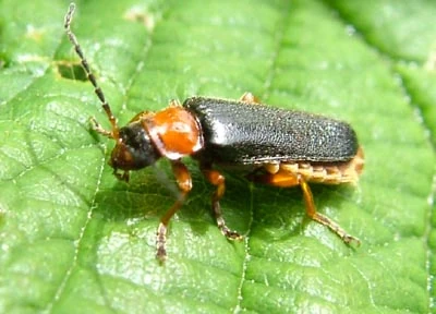 Soldier Beetle | Animal Wiki | Fandom