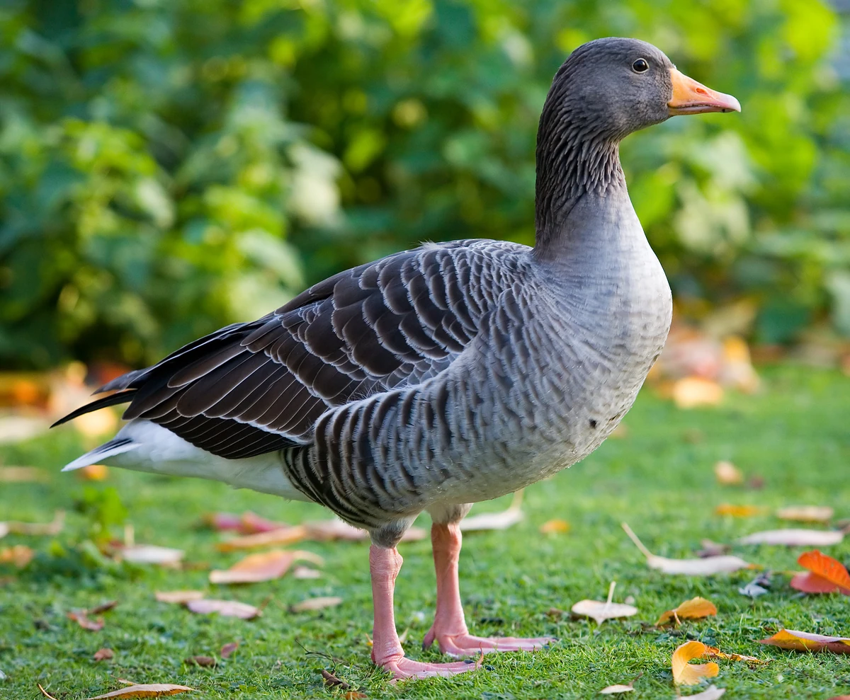 Greylag Goose | Animal Wiki | Fandom