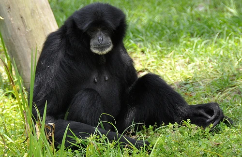 Siamang | Animal Wiki | Fandom
