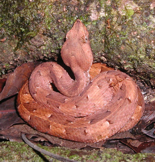 Hognosed Viper | Animal Wiki | Fandom
