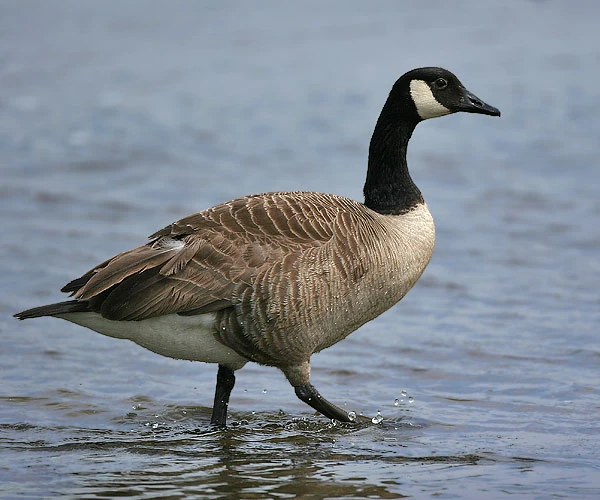 Canada Goose | Animal Wiki | Fandom