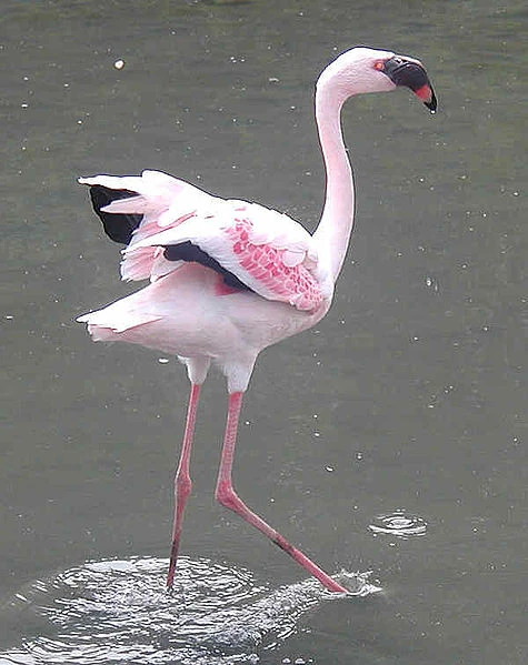 Lesser Flamingo | Animal Wiki | Fandom
