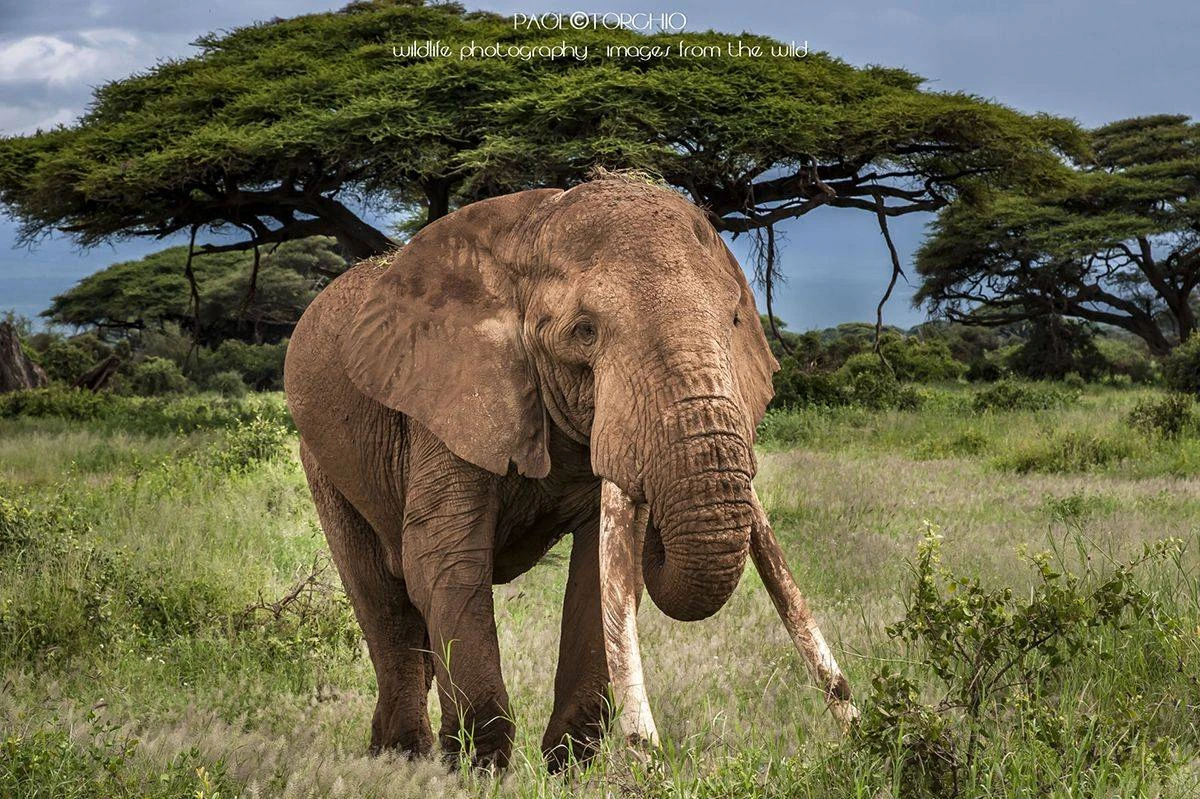 Elephant | Animal Wiki | Fandom