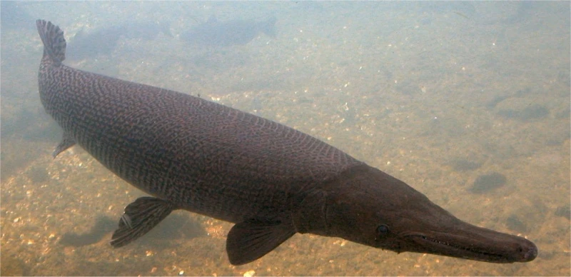 Alligator Gar | Animal Wiki | Fandom