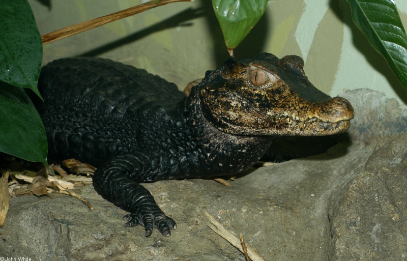 Category:Alligators and Crocodiles | Animal Wiki | Fandom