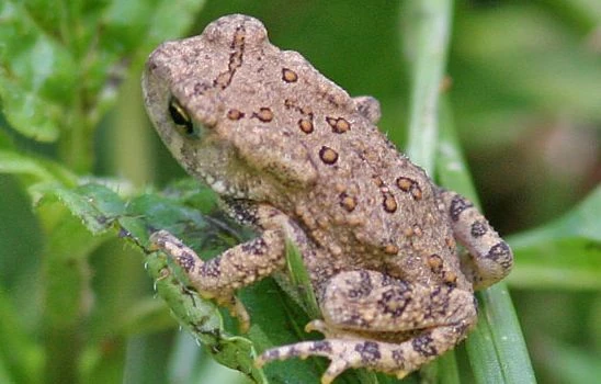 American Toad | Animal Wiki | Fandom