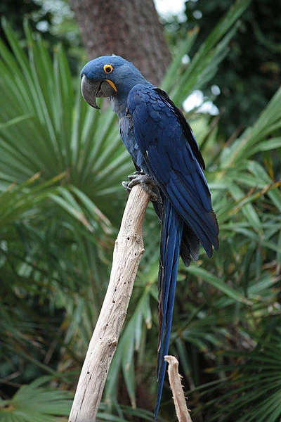 Hyacinth Macaw | Animal Wiki | Fandom