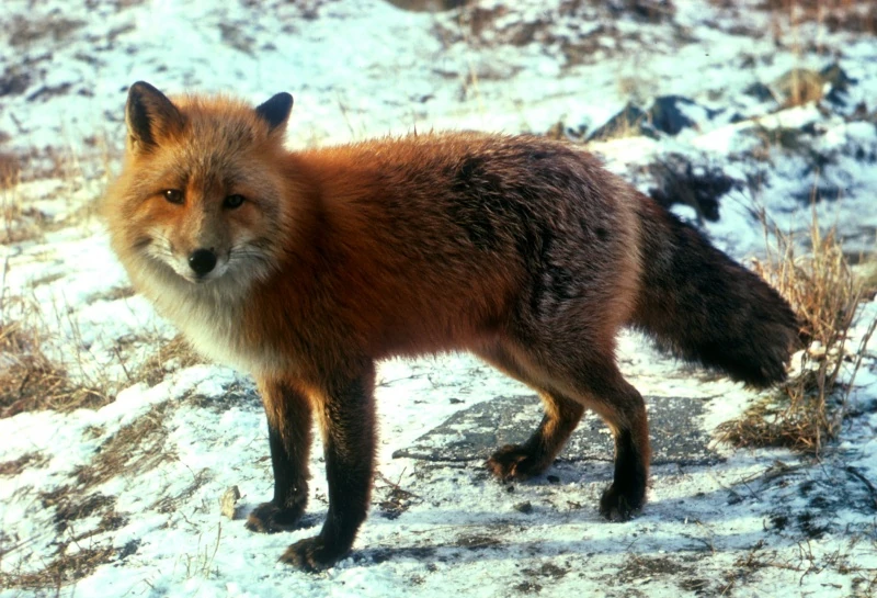 Red Fox | Animal Wiki | Fandom